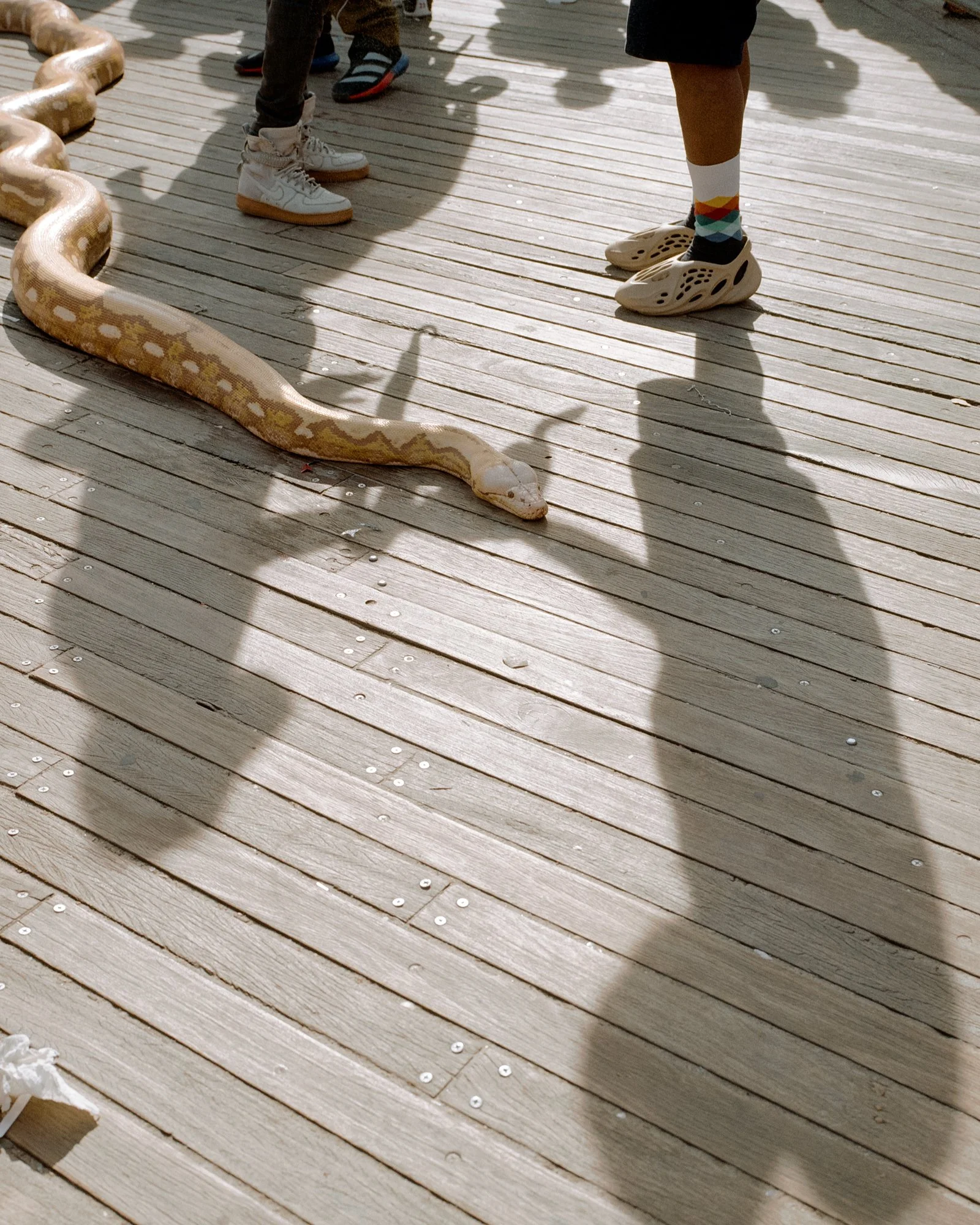 The Jungle — Musée Magazine