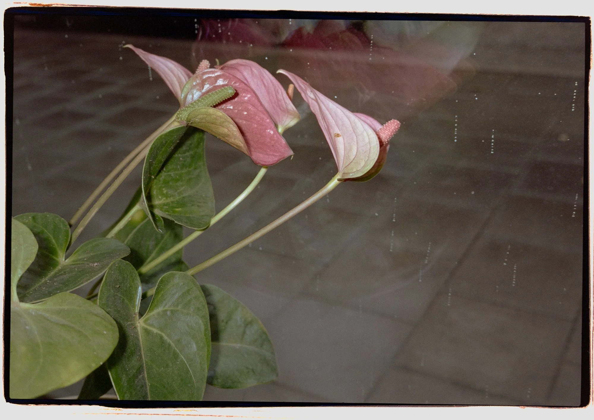 Danny Lim — Musée Magazine