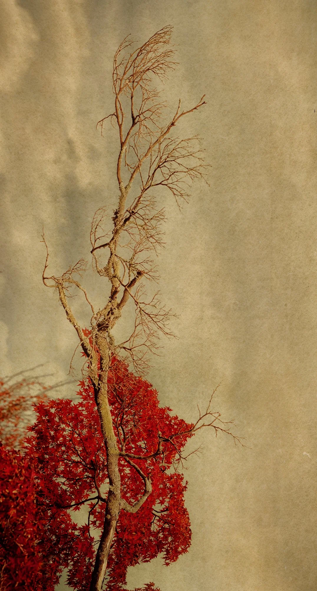 ALBARRÁN CABRERA: A REALITY | MICHAEL HOPPEN GALLERY — Musée Magazine