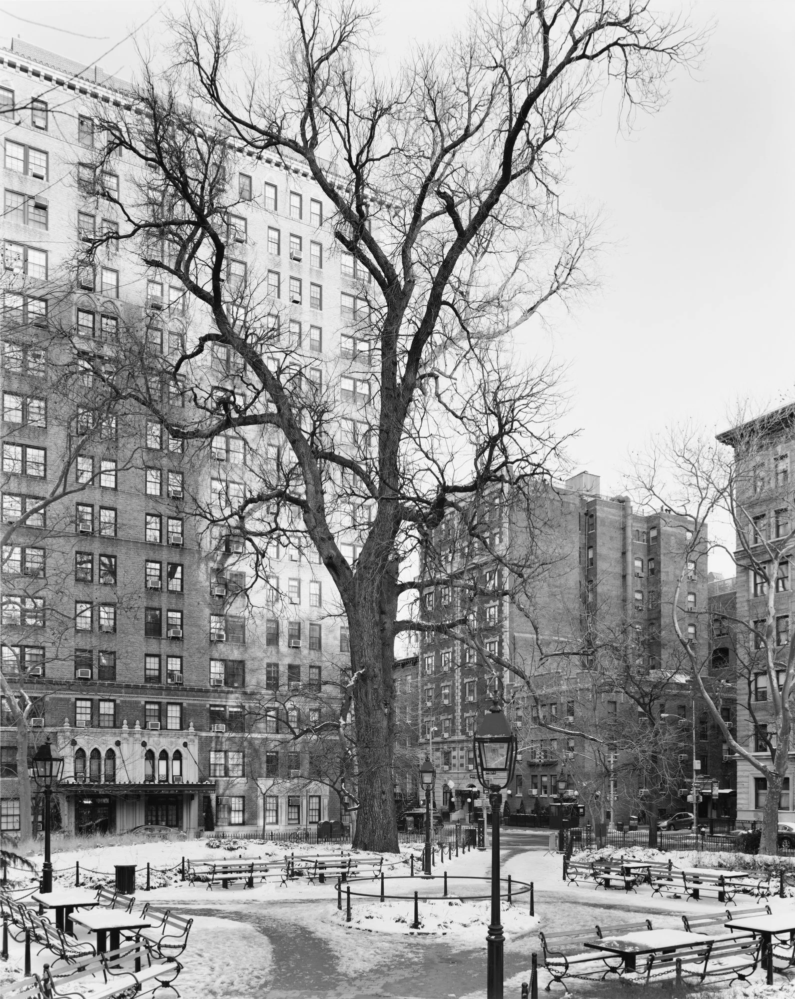 On Looking at Trees | Mitch Epstein: New York Arbor — Musée Magazine