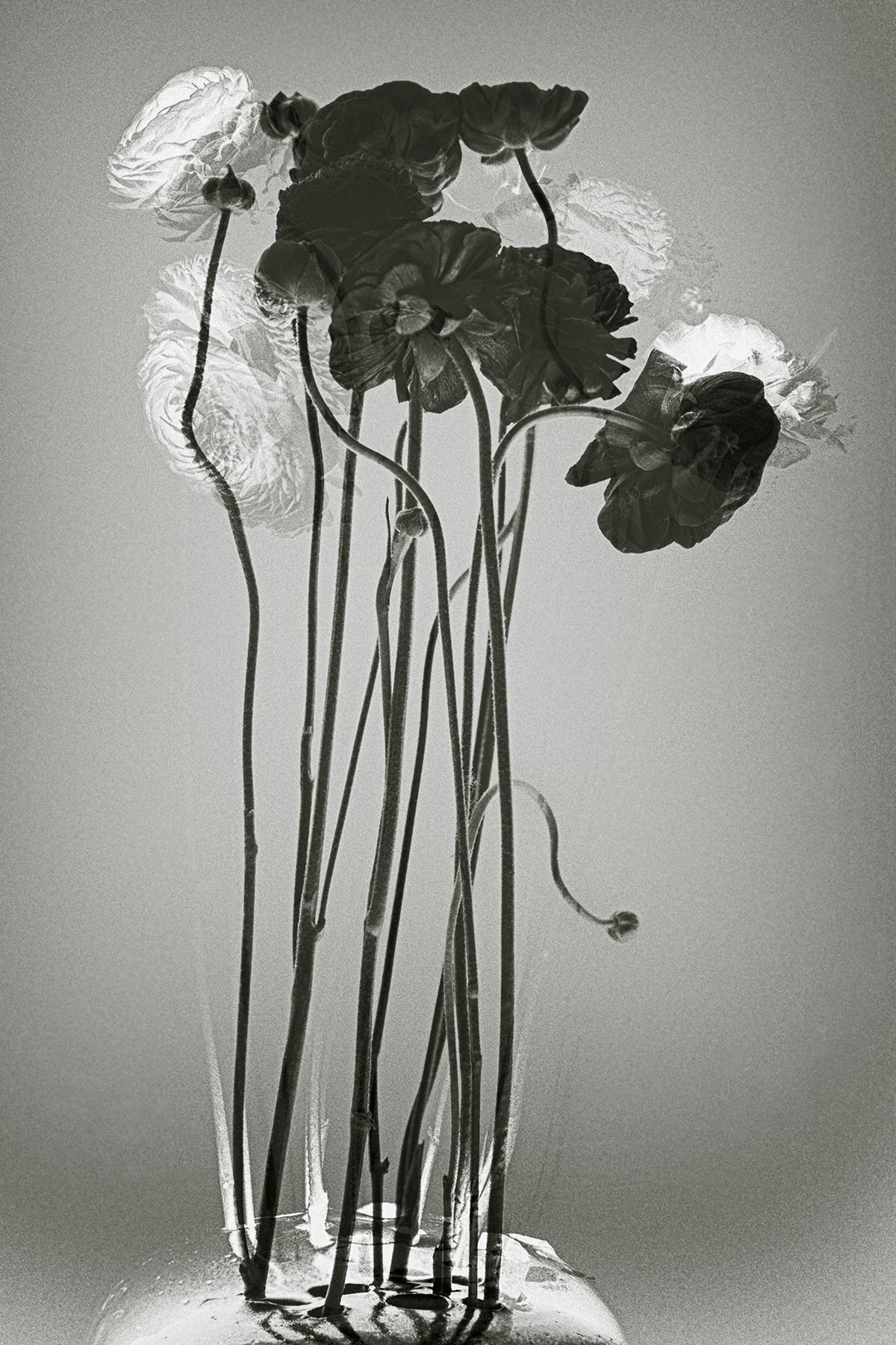 Piper Smith: The Way of Flowers | Soho Photo Gallery — Musée Magazine