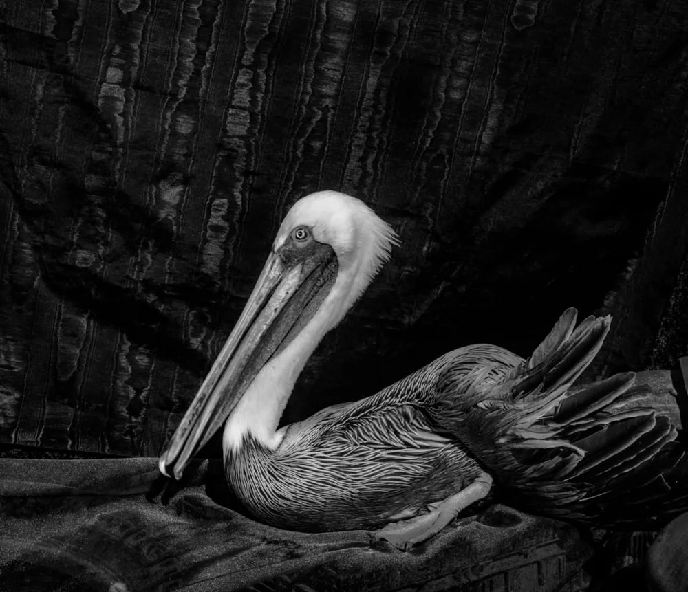 Debbie Caffery retrospective | New Orleans Museum of Art — Musée Magazine