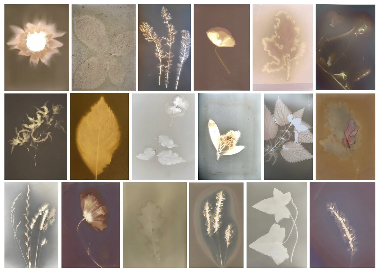 Clare Hewitt | Everything in the forest is the forest — Musée Magazine