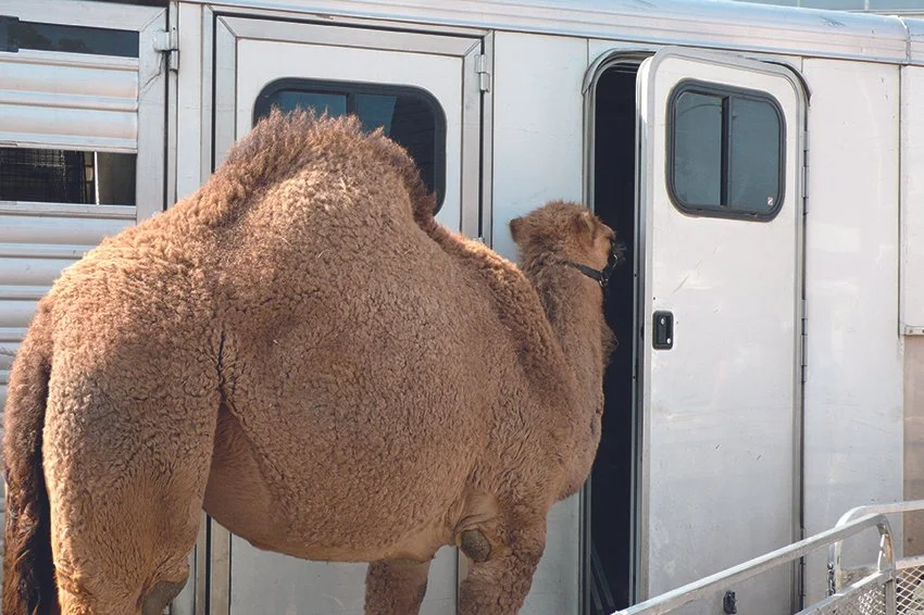 Book Review: Lauri Gaffin: Moving Still. A Cinematic Life Frame-by ...