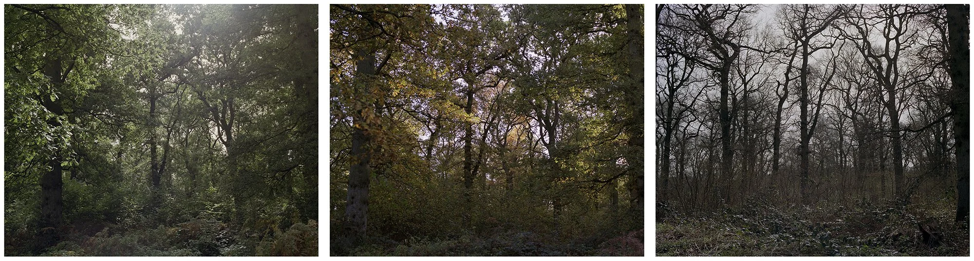 Clare Hewitt | Everything in the forest is the forest — Musée Magazine