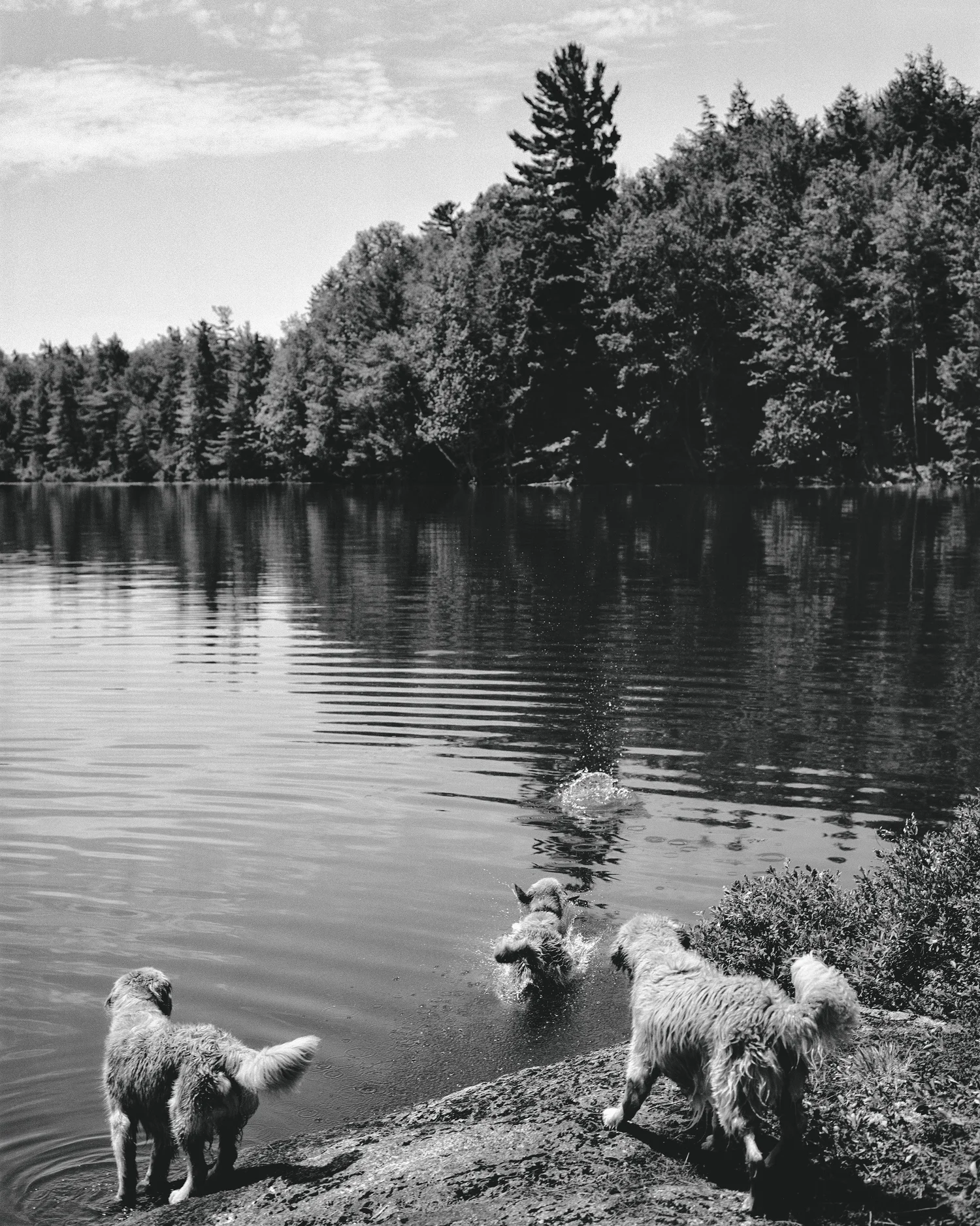 Book Review: Golden Retriever Photographic Society by Bruce Webber ...