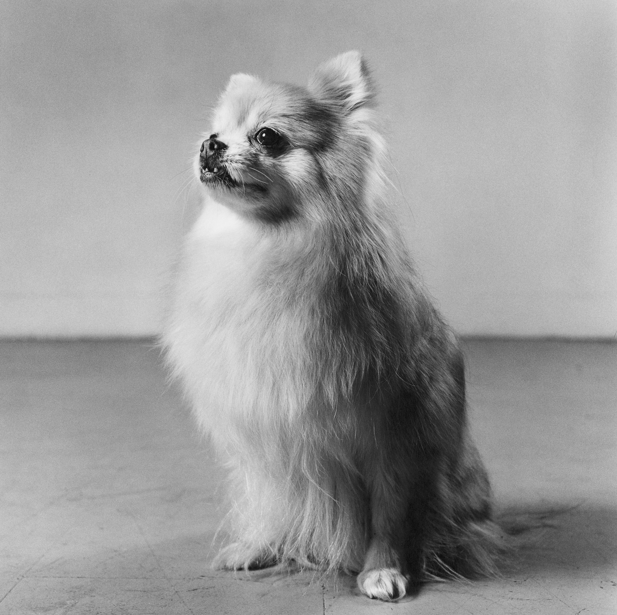 Exhibition Review: Peter Hujar Curated by Elton John — Musée Magazine