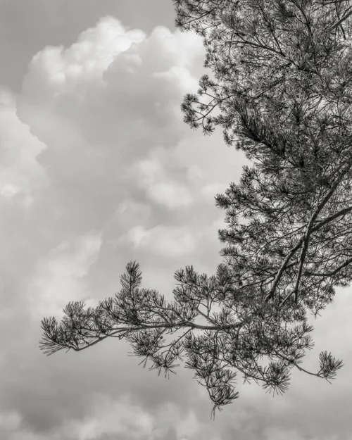 Jeffrey Conley: An Ode to Nature | The Peter Fetterman Gallery — Musée ...