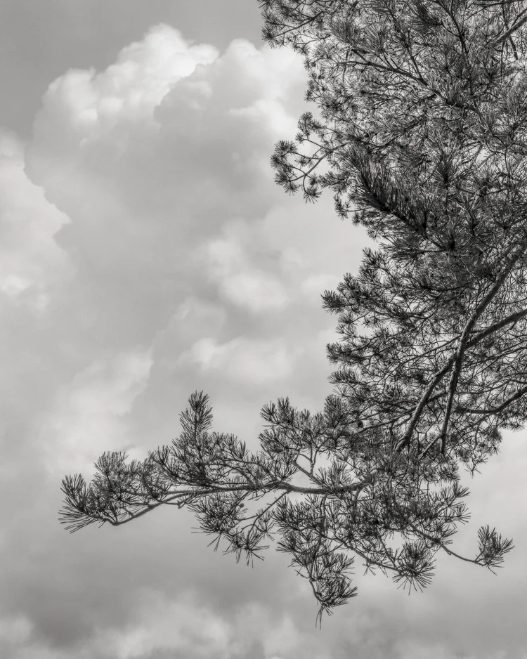 Jeffrey Conley: An Ode to Nature | The Peter Fetterman Gallery — Musée ...