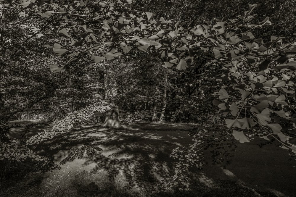 Nicholas Nixon: Ginkgo | Robert Klein Gallery — Musée Magazine