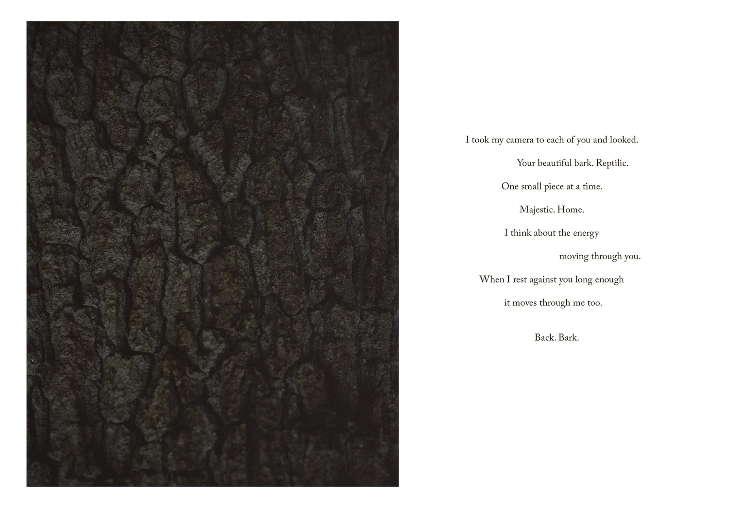 Clare Hewitt | Everything in the forest is the forest — Musée Magazine