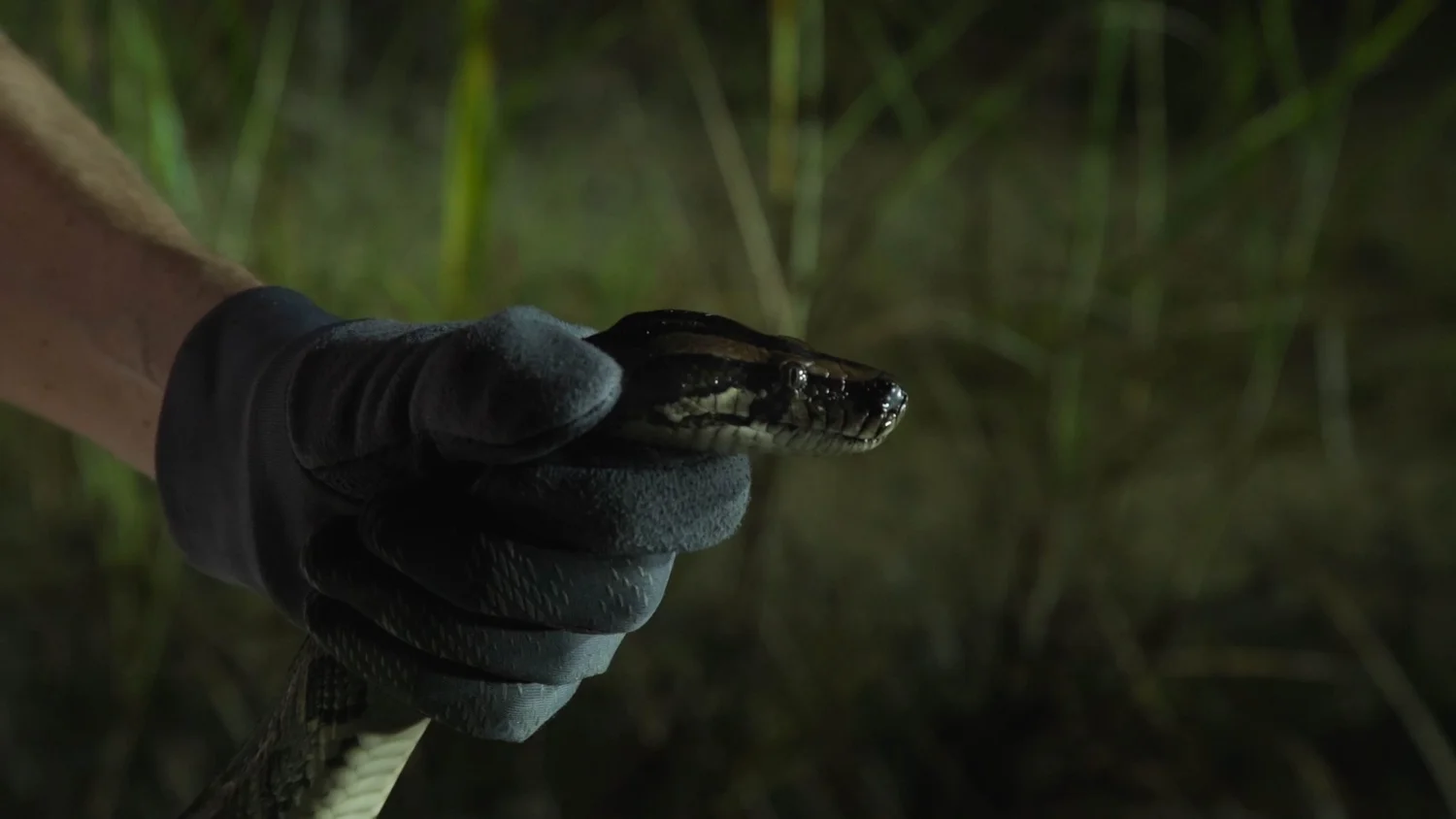 FILM REVIEW: RIVER OF GRASS (2024) DIR. SASHA WORTZEL — Musée Magazine