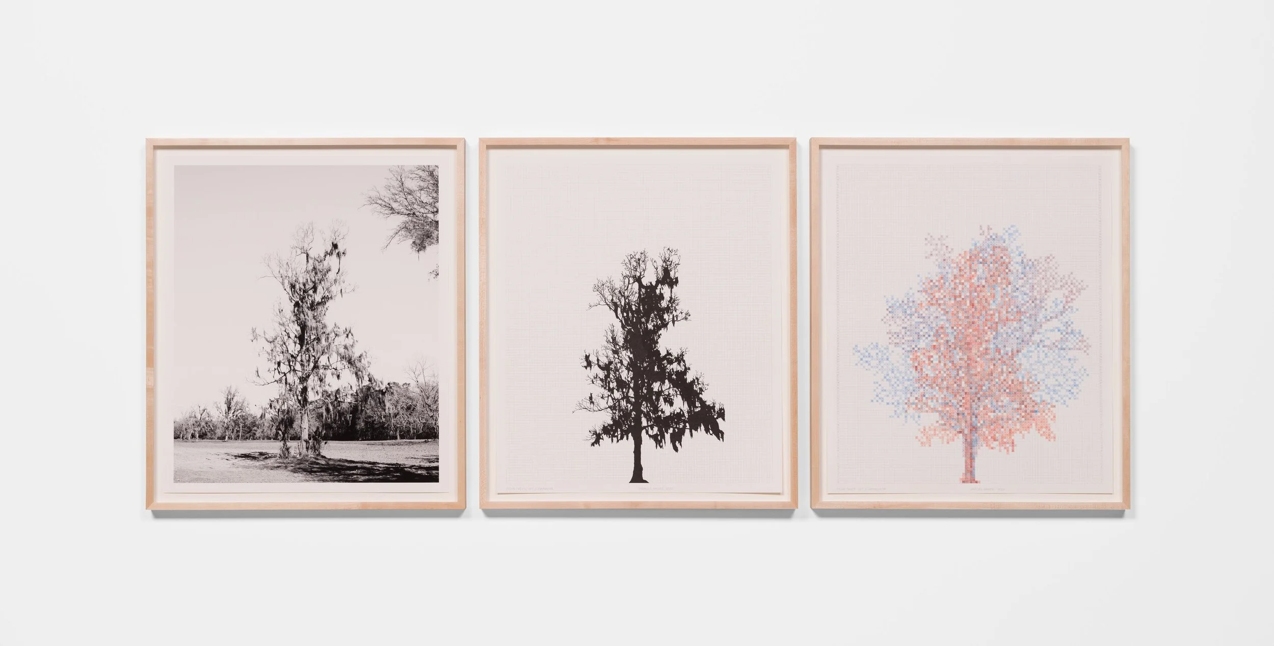 Exhibition Review: Charles Gaines: Southern Trees — Musée Magazine