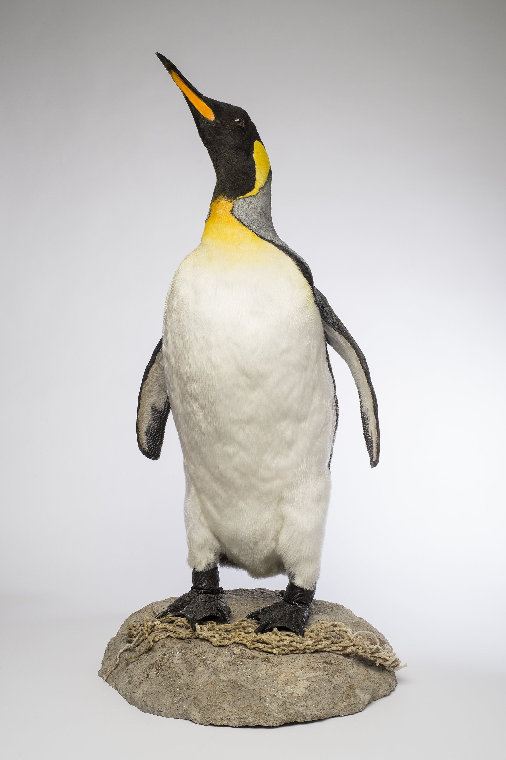 Exhibition Review: Penguins! Past and Present — Musée Magazine