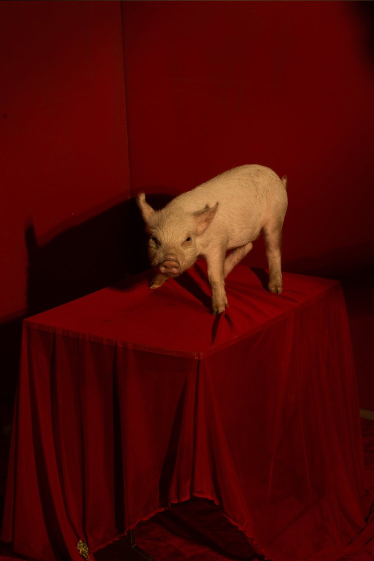 Tania Franco Klein | Photo London — Musée Magazine