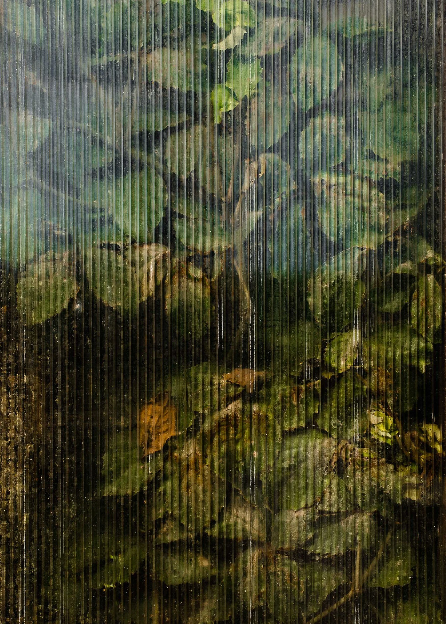 Lucy Johnson — Musée Magazine