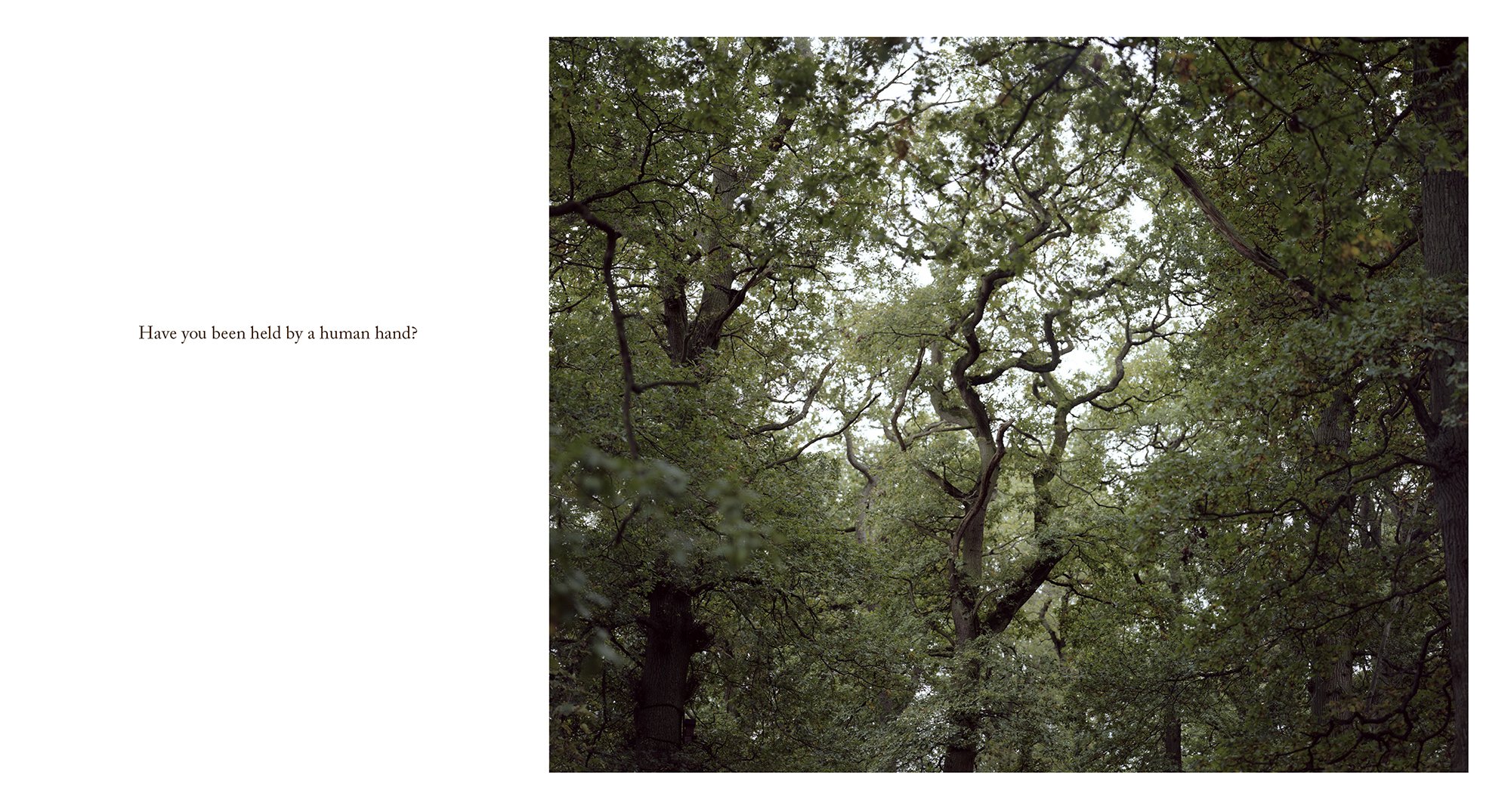 Clare Hewitt | Everything in the forest is the forest — Musée Magazine