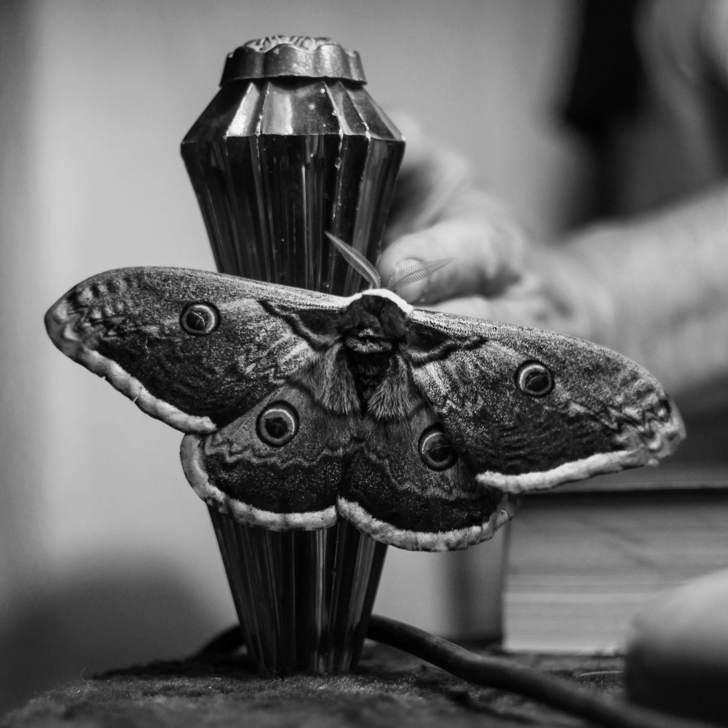 Ivy-Rose Carr — Musée Magazine