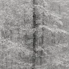 Jeffrey Conley: An Ode to Nature | The Peter Fetterman Gallery — Musée ...