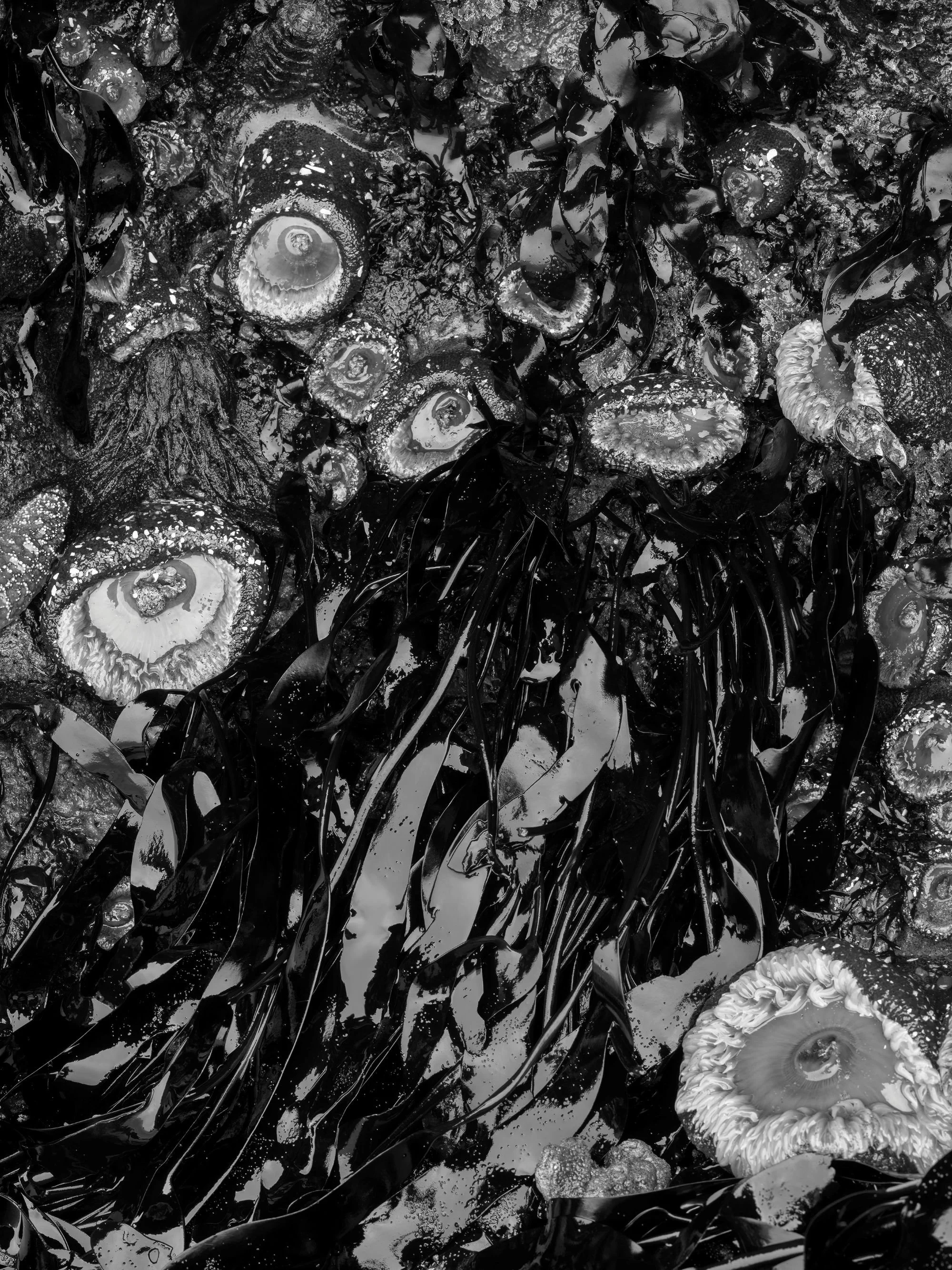 Ron Jude: Low Tide | Gallery Luisotti — Musée Magazine