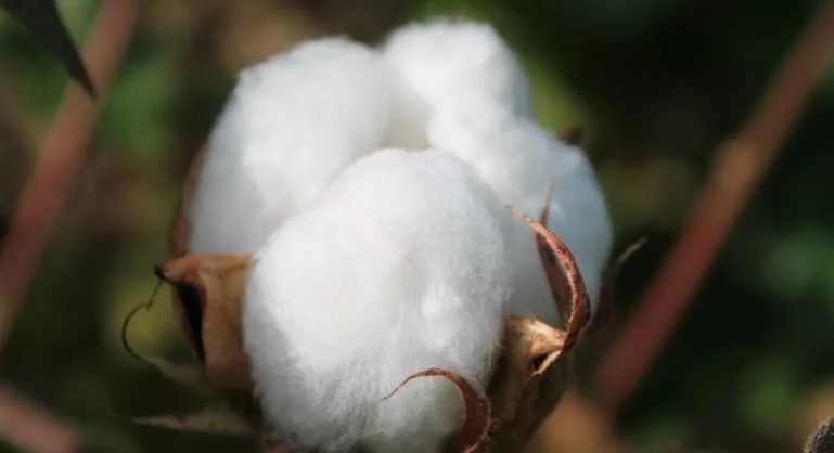 Cotton Plant Life Cycle
