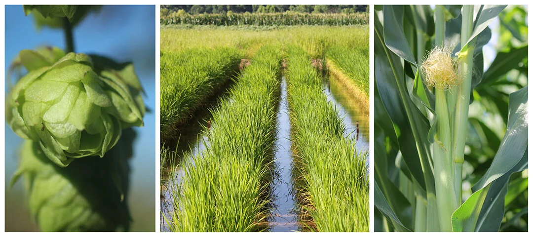 Services — Agricenter International