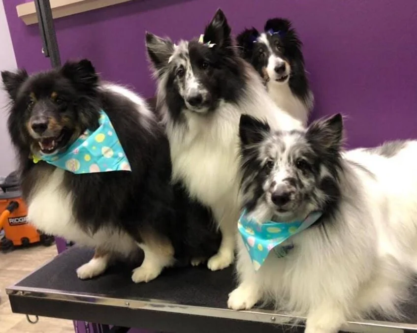 Grooming Services — Awesome Paws Pet Salon