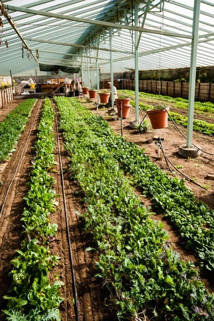 A Peruvian Greenhouse in the Sierra Nevada — The Furrow — Laura Read ...