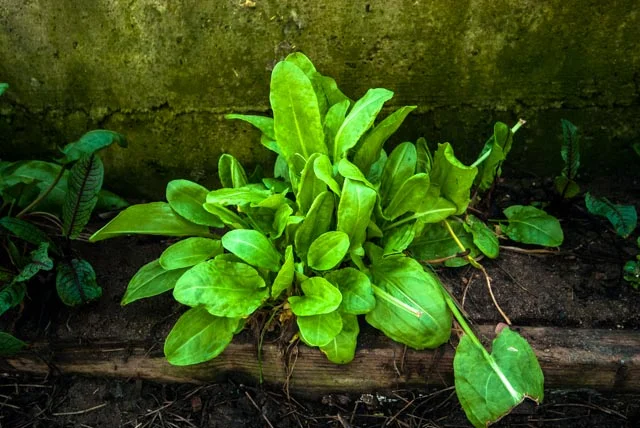 A Peruvian Greenhouse in the Sierra Nevada — The Furrow — Laura Read ...