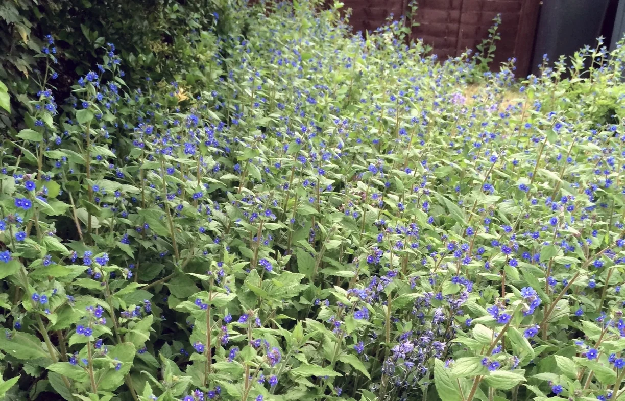 Green alkanet: that mystery plant, revealed — Jane Perrone