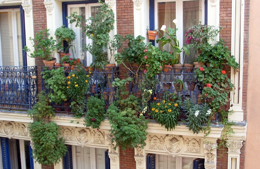 Episode fourteen: balcony gardening with Alice Vincent — Jane Perrone