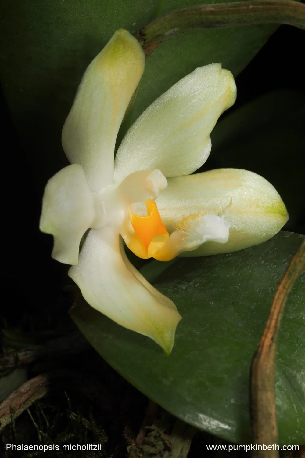 Guest post: Miniature Phalaenopsis with Pumpkin Beth — Jane Perrone