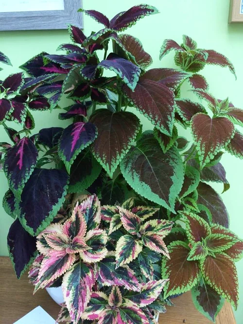 Episode 62: Coleus — Jane Perrone