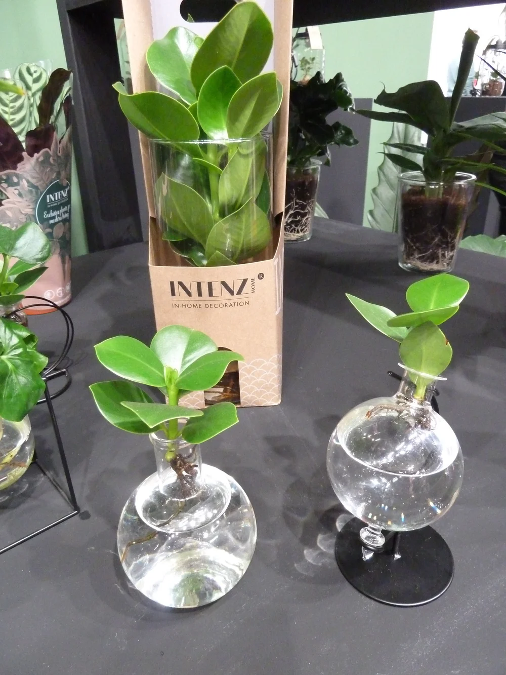 Episode 72: Dutch houseplant adventures part one — Jane Perrone