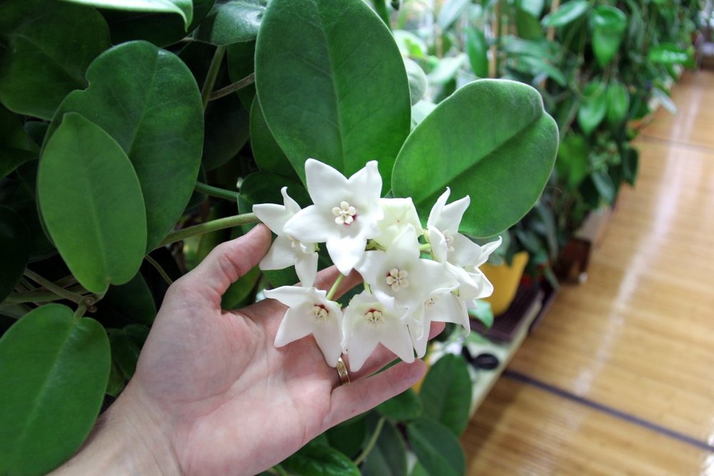 Episode 82: growing hoyas (aka the wax plant) — Jane Perrone