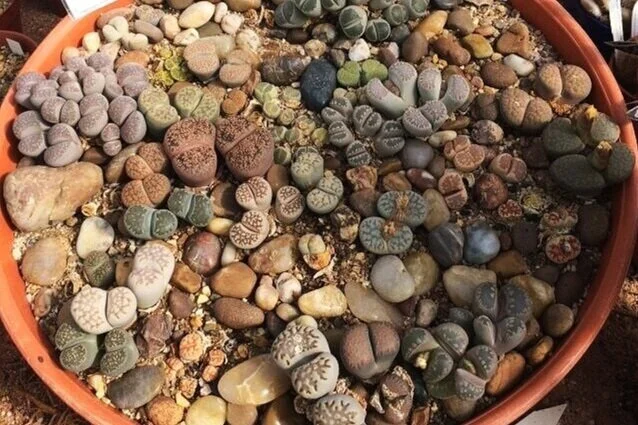 Episode 115: living stones aka Lithops — Jane Perrone