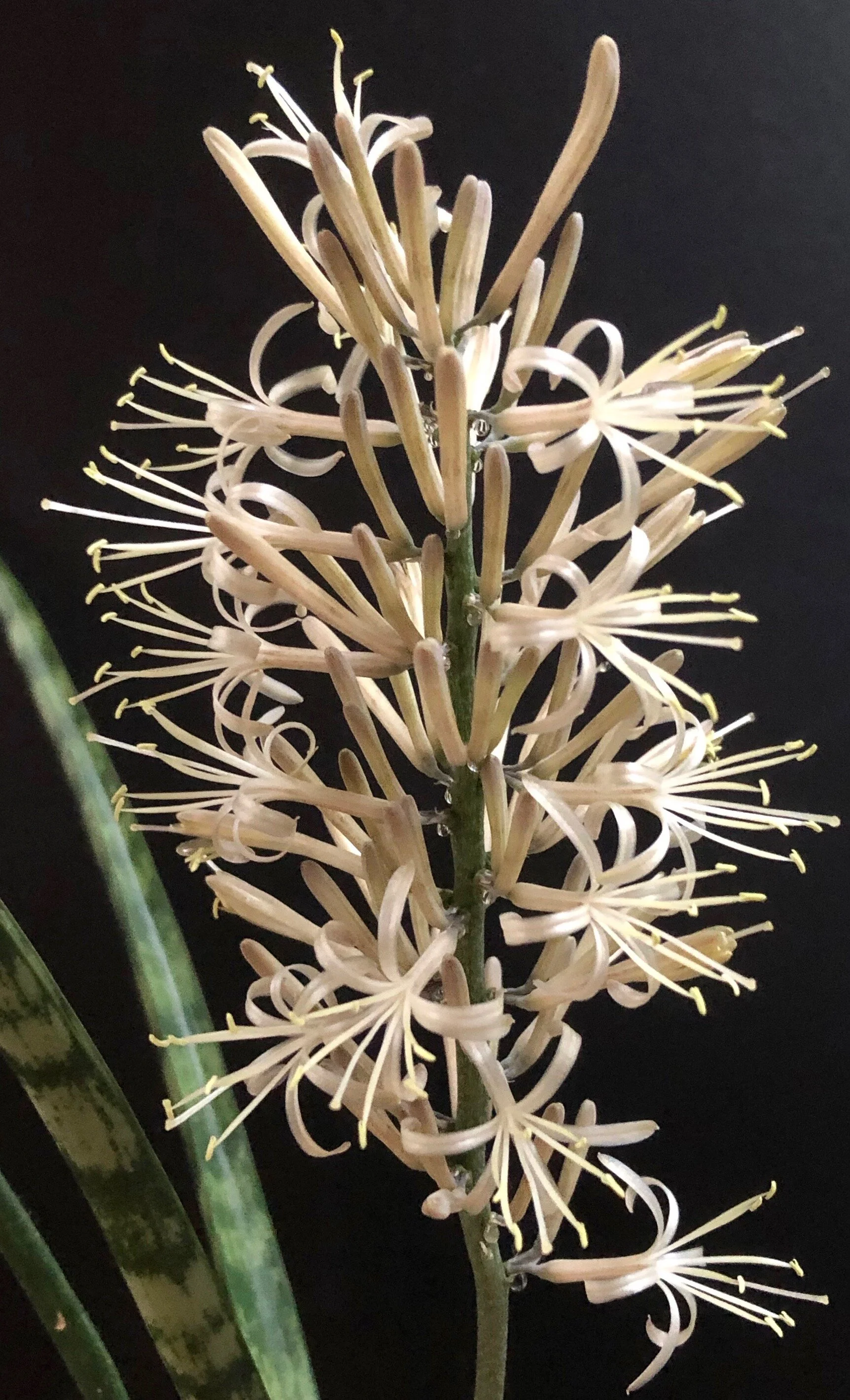 Episode 187: snake plants aka Sansevieria — Jane Perrone