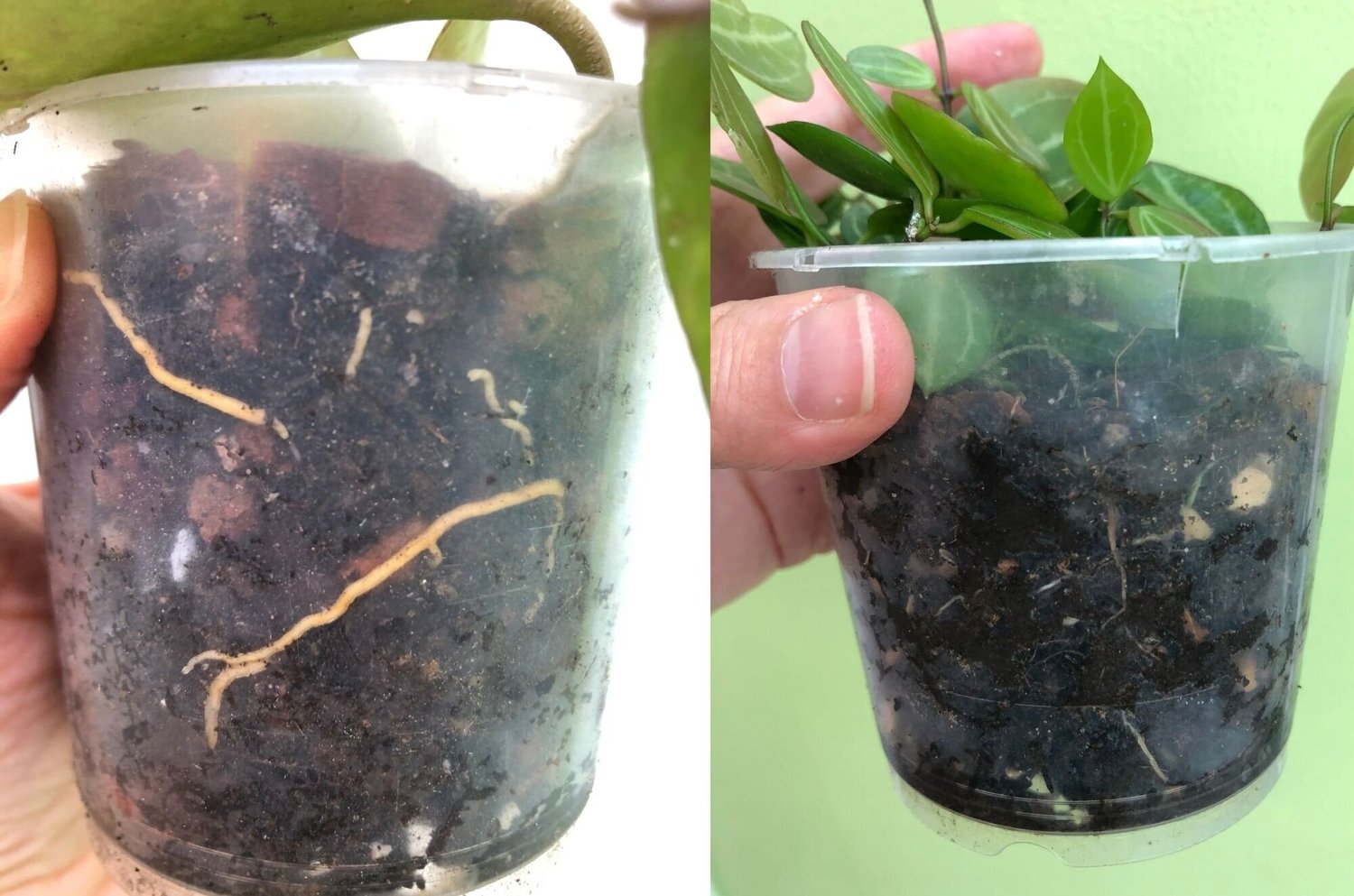 Episode 194: clear pots - the pros and cons — Jane Perrone