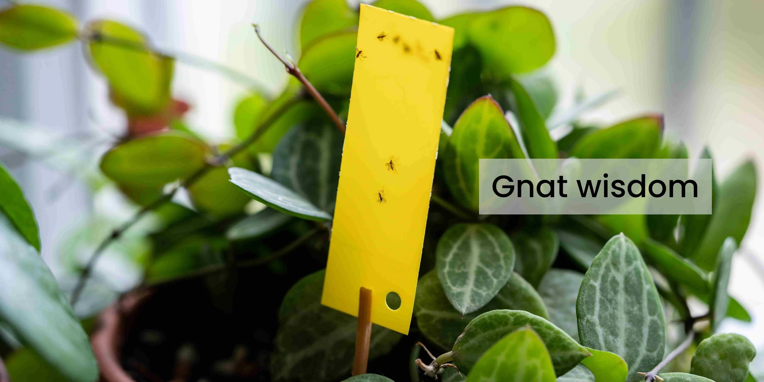 Five tips for dealing with fungus gnats — Jane Perrone