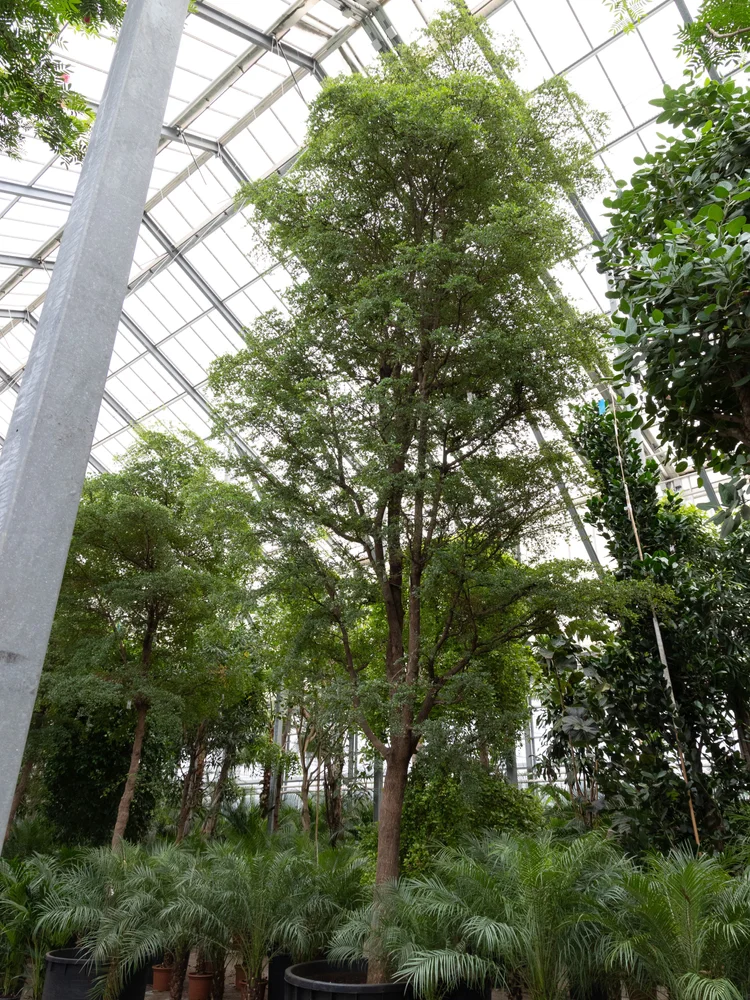 Episode 274: black olive/shady lady/Bucera bucidas tree — Jane Perrone