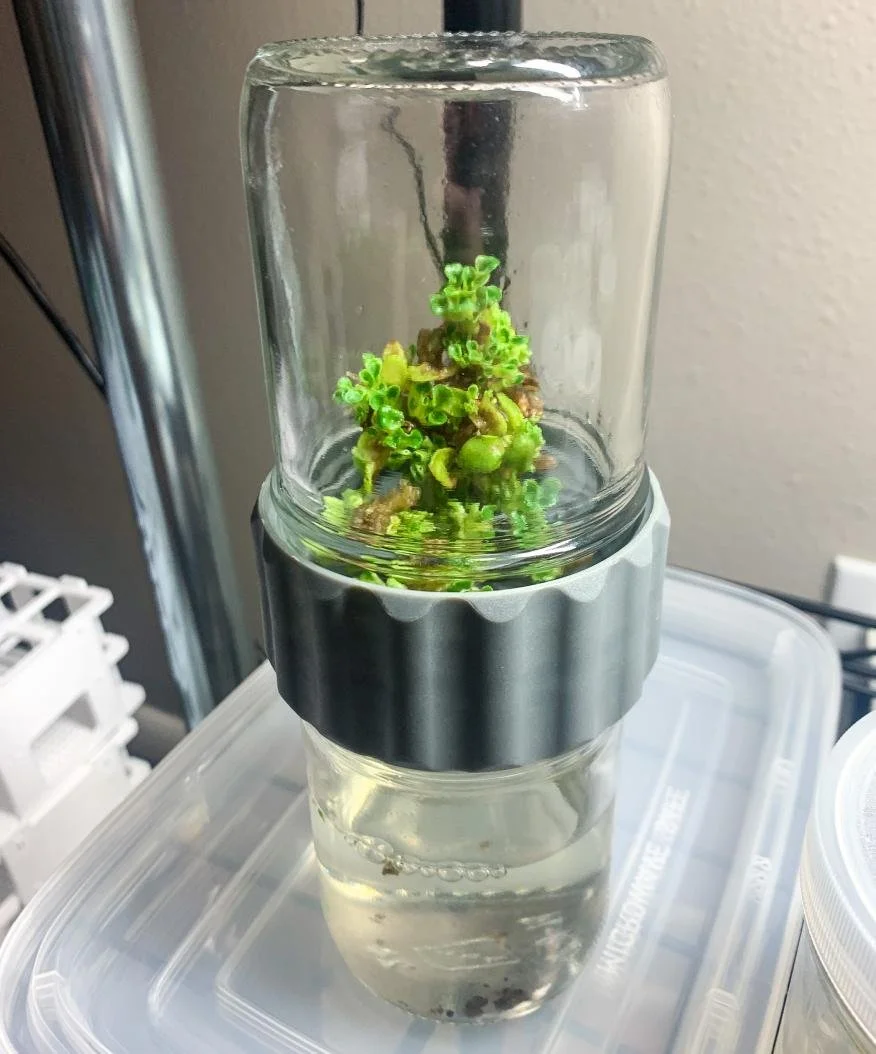 Episode 275: tissue culture with Plants In Jars — Jane Perrone