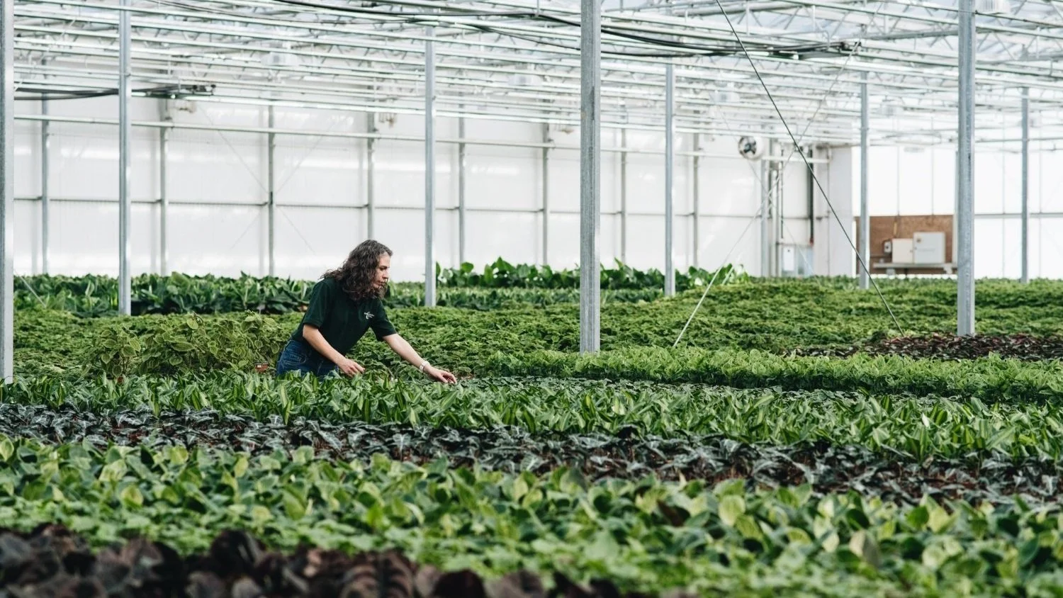 Episode 254: an update on peat-free houseplants — Jane Perrone