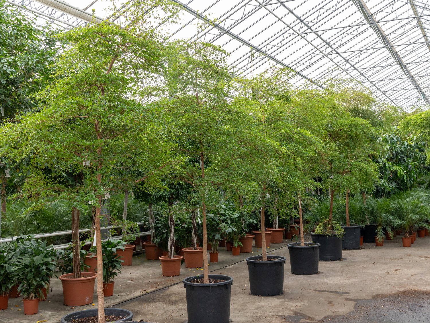 Episode 274: black olive/shady lady/Bucera bucidas tree — Jane Perrone