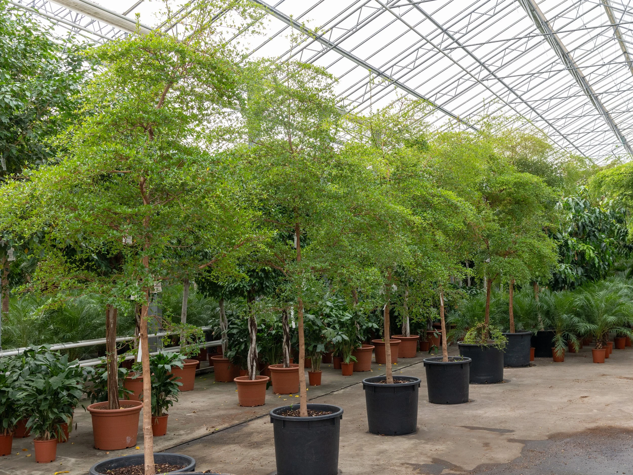 Episode 274: black olive/shady lady/Bucera bucidas tree — Jane Perrone