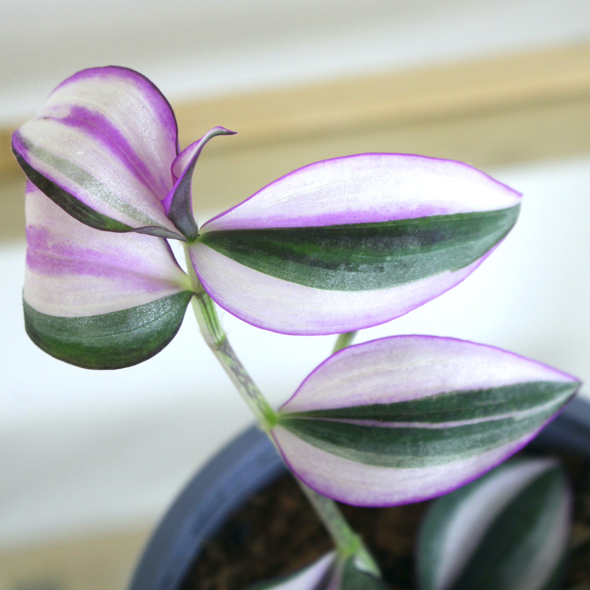 Episode 223: Tradescantia with Avery Rowe — Jane Perrone