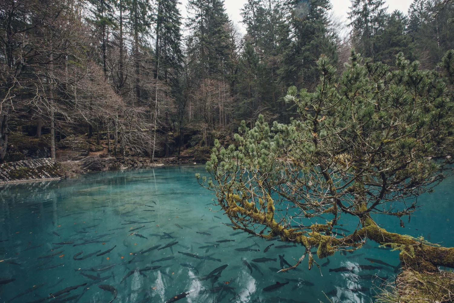Blausee - An Alpine Oasis — Bronwyn Townsend