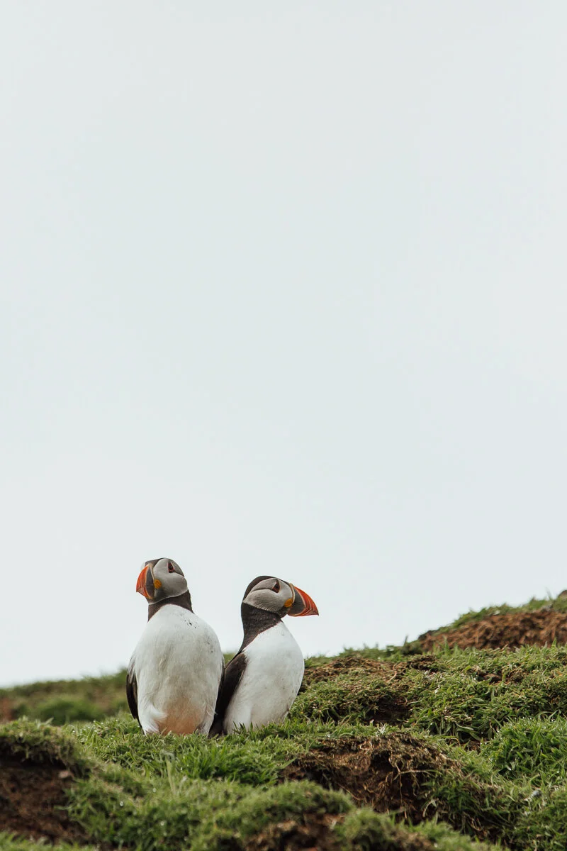 How to see puffins on Skomer Island in Wales [2023 update]