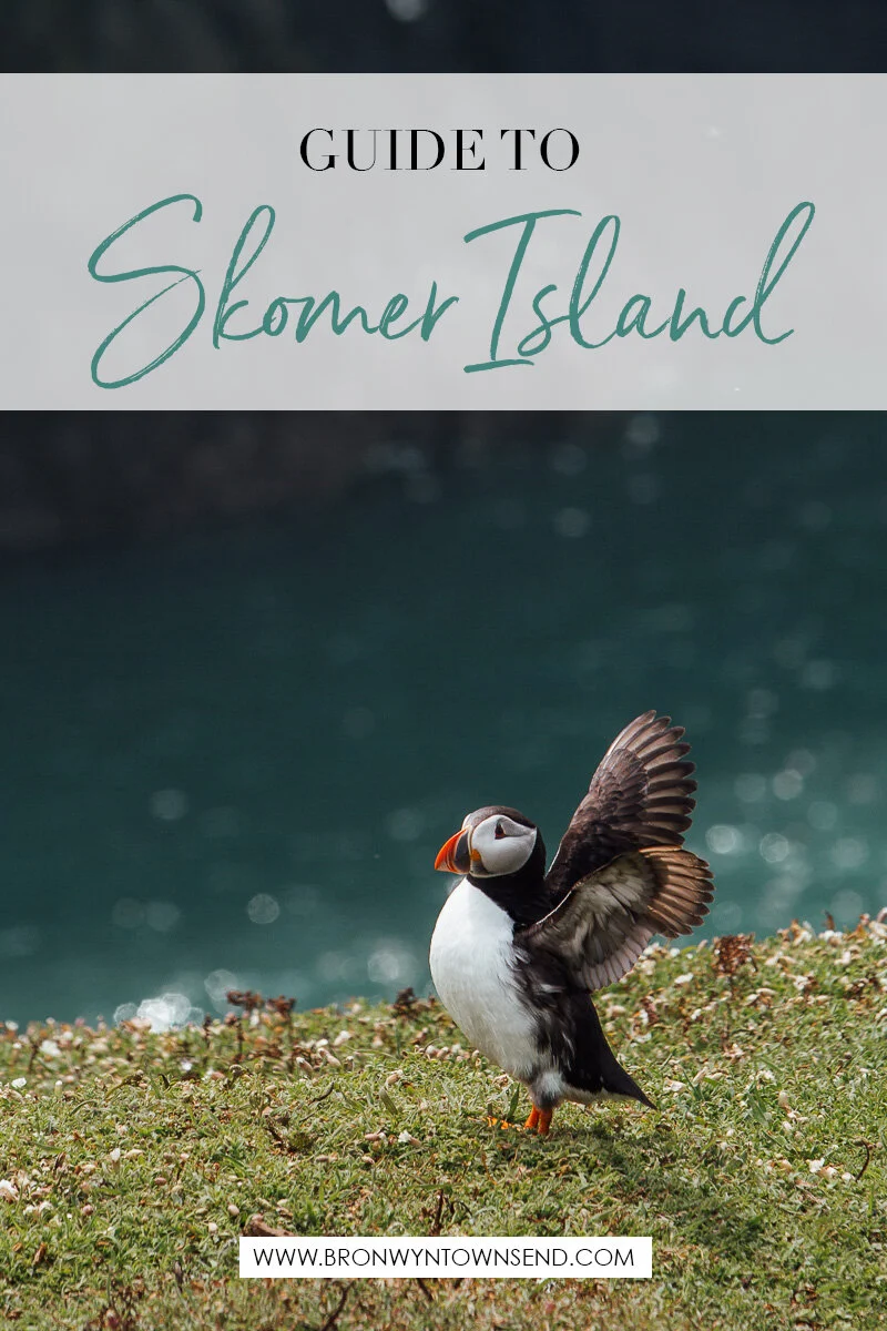 How to see puffins on Skomer Island in Wales [2023 update]
