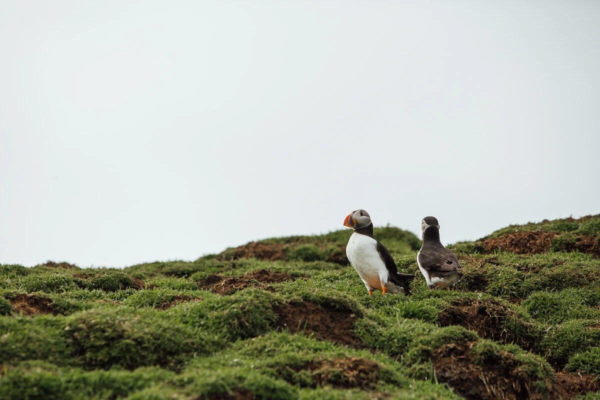 How to see puffins on Skomer Island in Wales [2023 update]