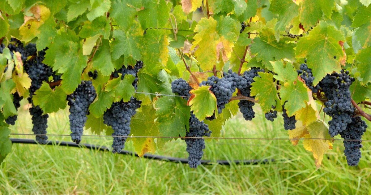 Talijancich Wines